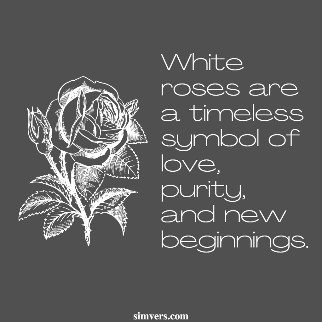 White Rose Meaning Symbolism Signs Traditions Guide White Rose Meaning Symbolism Signs Traditions Guide